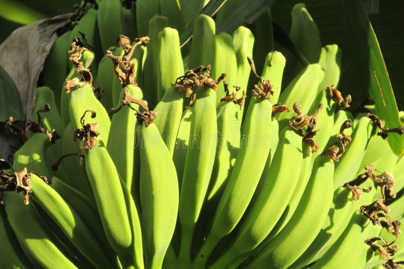 Groupe De Bananes Vertes Tropicales Image stock - Image of forêt ...