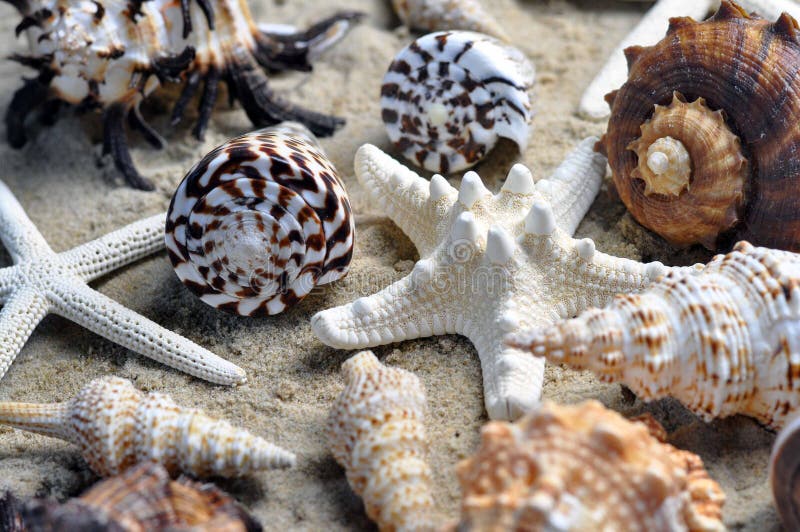 Groupe De Belles Coquilles De Mer Sur La Plage Photo stock - Image du ...