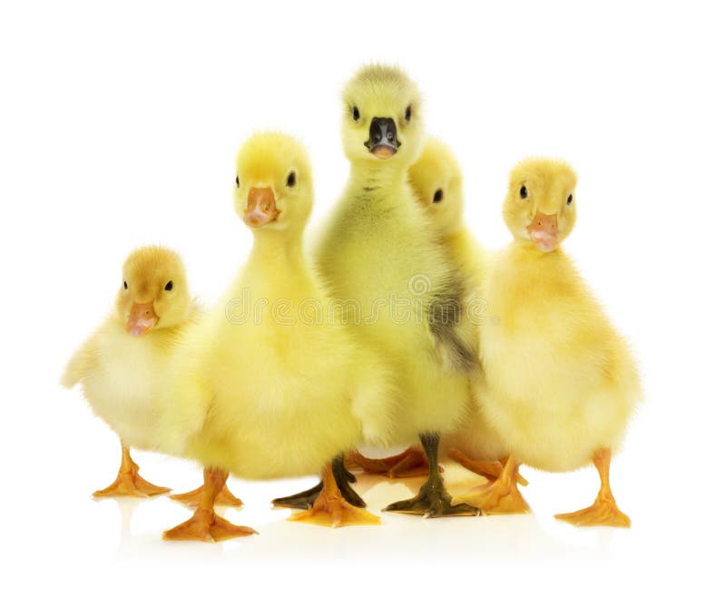 Petit Caneton Sur Le Fond Blanc Photo stock - Image du blanc, caneton ...