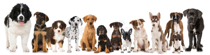Groupe de chiots de race photo stock. Image du canne - 79592626