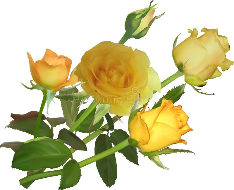 Groupe De Cinq Fleurs De Rose De Jaune Illustration de Vecteur ...