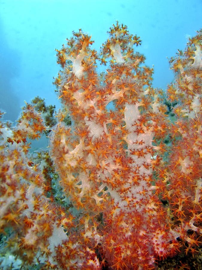 Détail - Corail Mou photo stock. Image du corail, doux - 251232