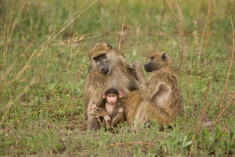 Famille De Babouin De Chacma Photo stock - Image du gris, drôle: 54392942
