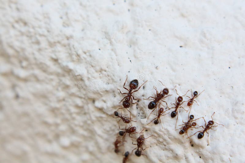 Les Fourmis De Feu Alimentent Voracement Sur L'animal Mort En Australie ...