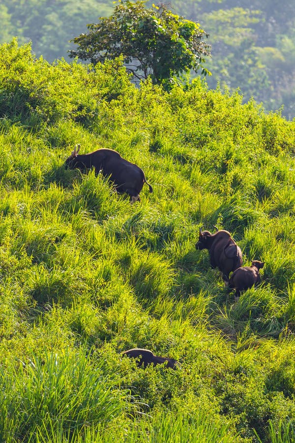Gaur Sauvage (laosiensis De Gaurus De Bos) Image stock - Image du ...