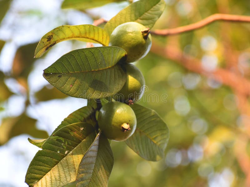 Groupe De Goyave Rouge Sur L'arbre Dans Le Jardin Photo stock - Image ...