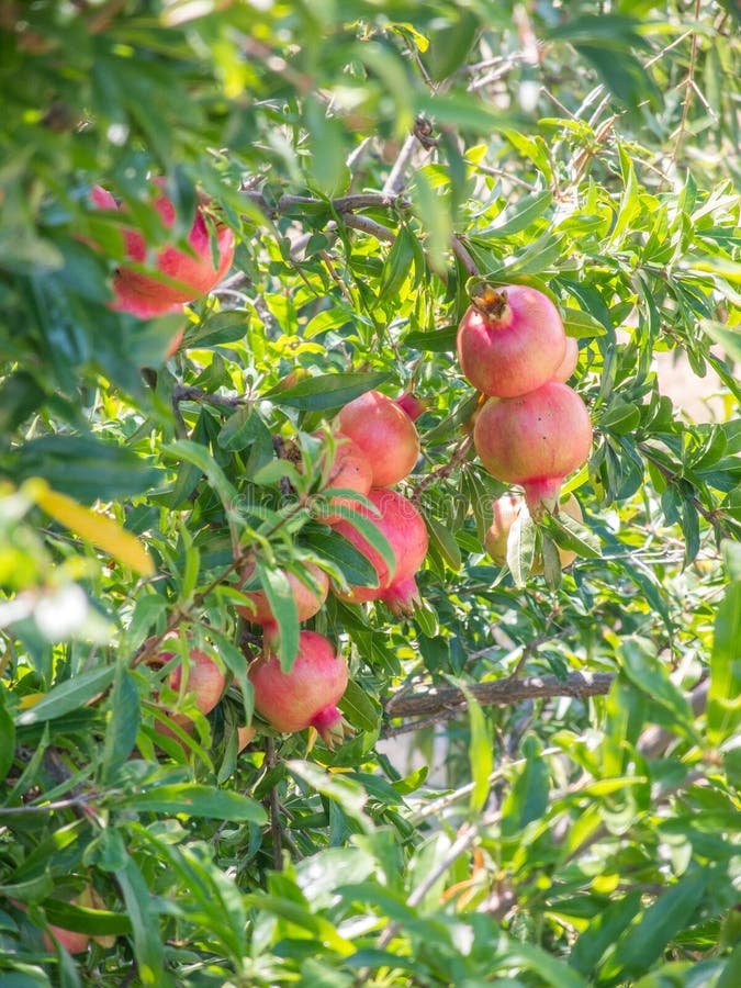 Groupe De Grenades Dans Un Arbre Image stock - Image du organique ...