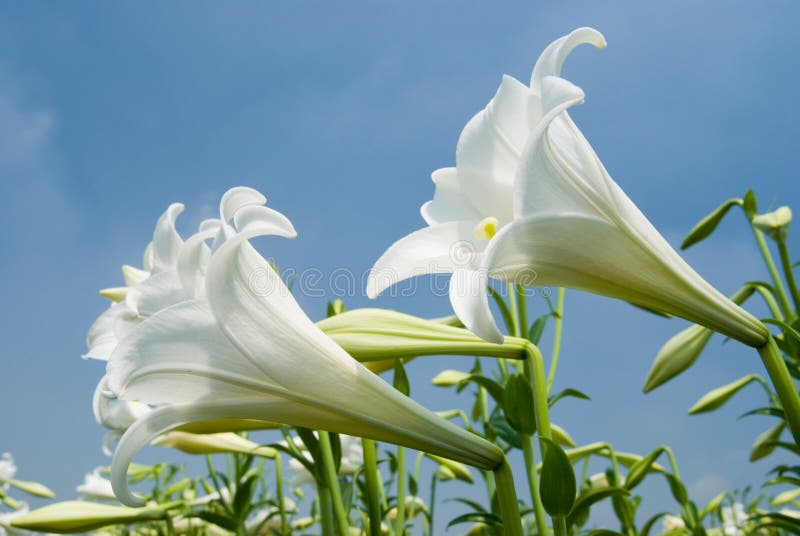 Groupe de lis blanc image stock. Image du fleuriste, ferme - 10901981