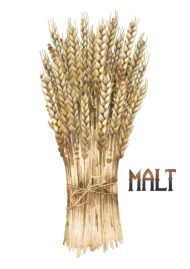Groupe de malt d'aquarelle illustration stock. Illustration du céréale ...
