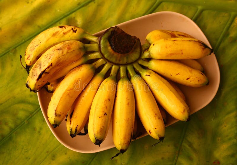 Groupe De Mini Bananes Servies Sur Le Palmier Image stock - Image of ...