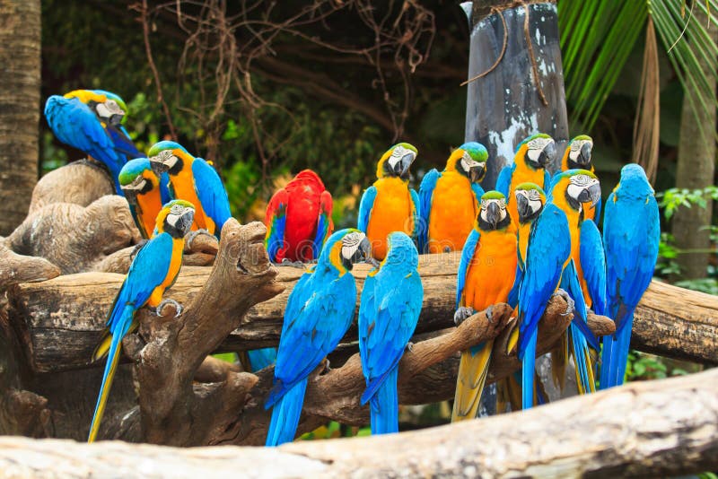 Groupe de perroquets d'ara image stock. Image du clavette - 38330217