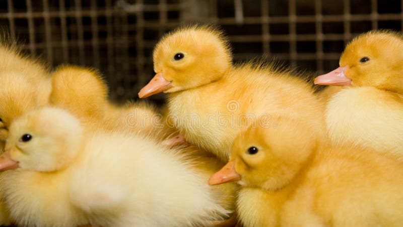 Petits Canetons Jaunes Photos Stock - Téléchargez 258 Photos libres de ...