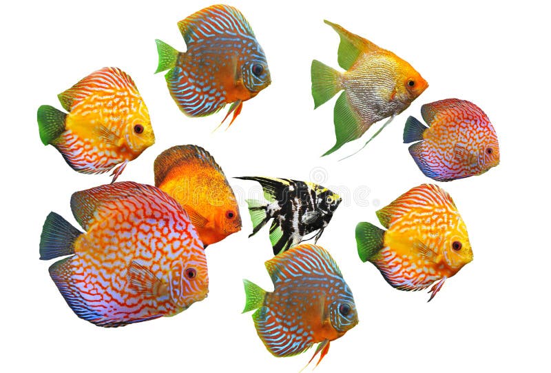 Groupe de poissons photo stock. Image du vibrant, blanc - 15057928