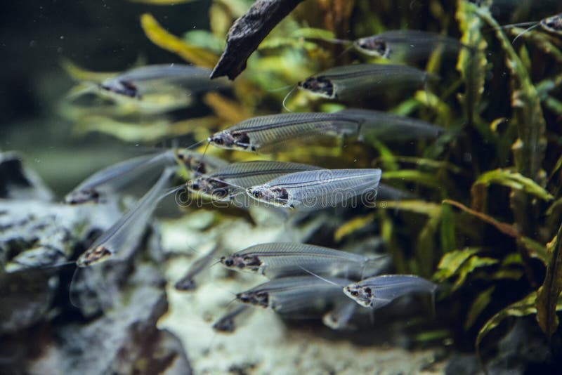 Groupe De Poissons Gris Exotiques Photo stock - Image of maison ...
