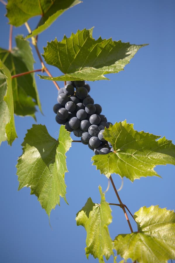 Moisson de raisin bleu image stock. Image du centrale - 1314029