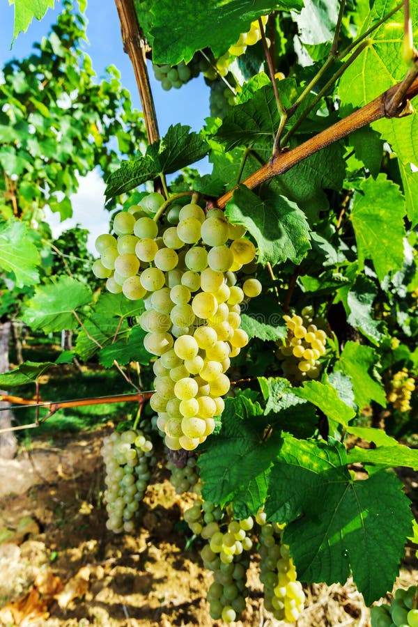 Groupe De Raisin De Muscat Sur Le Soleil Photo stock - Image of sain ...