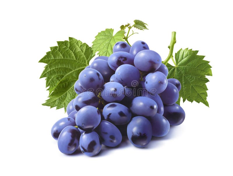 Raisins bleus image stock. Image du fruits, pourpré, normal - 3042359