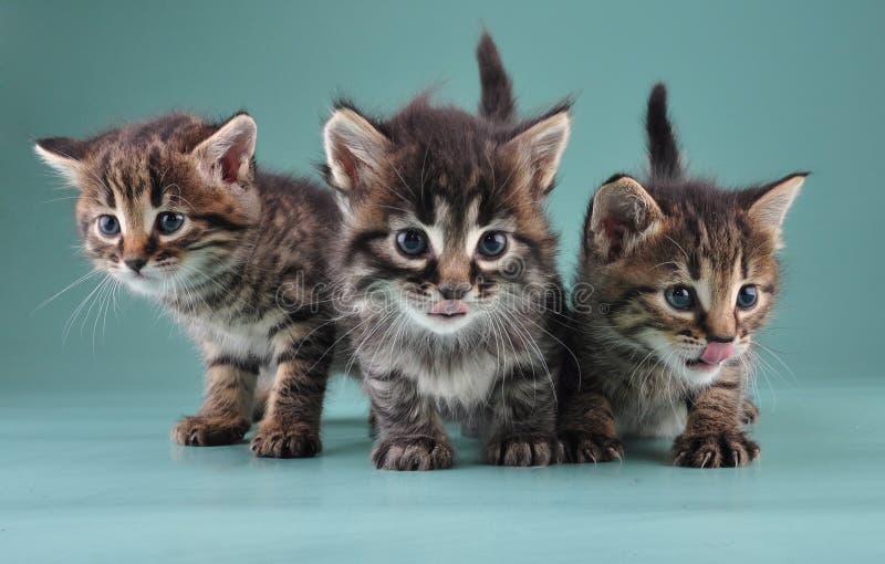 Groupe De Trois Petits Chatons Ensemble Image stock - Image du ...