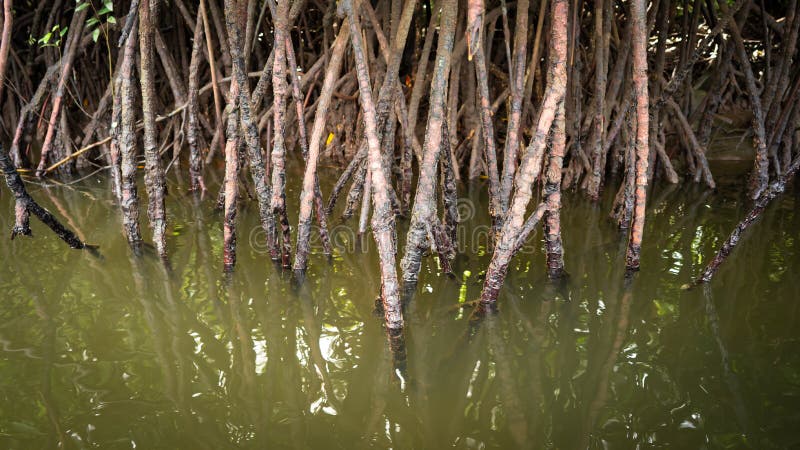 Root of mangrove stock image. Image of swamp, rainforest - 126924949