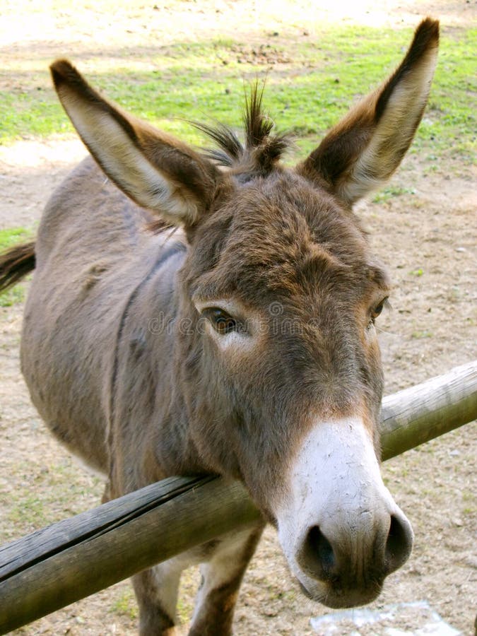 Museau de cheval photo stock. Image du ferme, visage, faune - 6787236