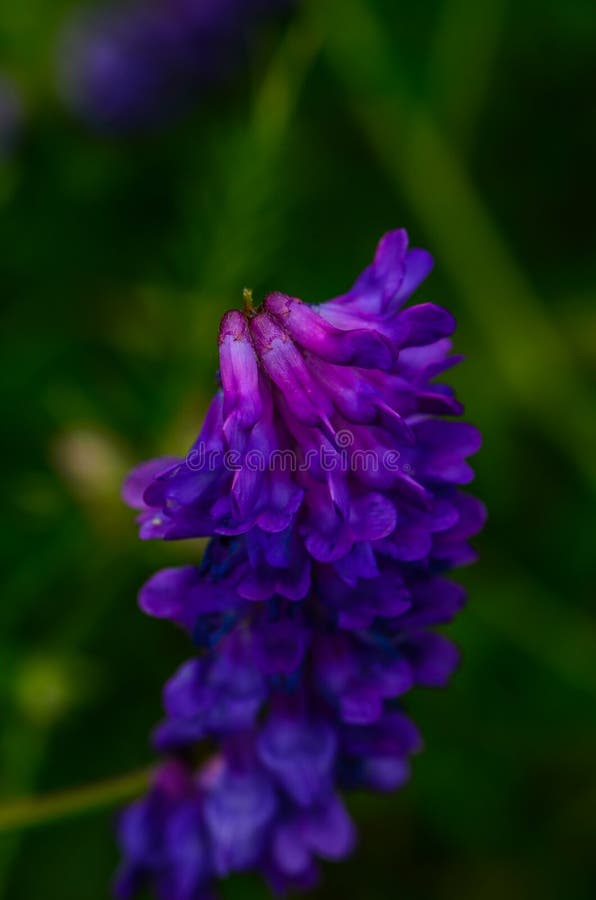 Groupe Pourpre Et Violet De Fleurs Photo stock - Image du zone ...