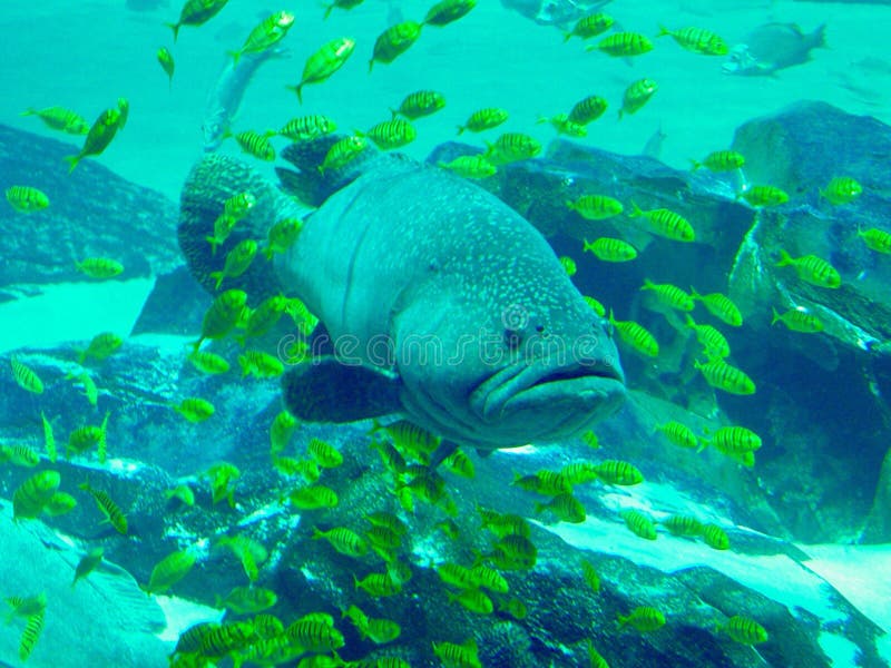 Grouper στοκ εικόνες. εικόνα από - 103684004