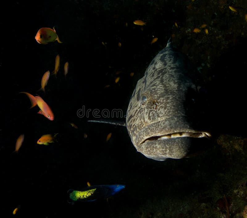 Grouper stock photo. Image of saltwater, scuba, head - 19658636