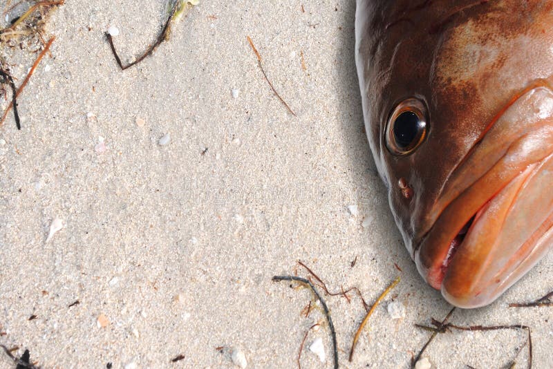 Grouper Fish Head on the Beach Stock Photo - Image of beachblue, dock ...