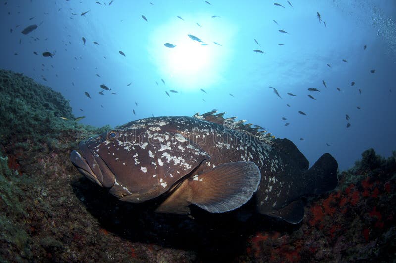 Grouper stock image. Image of wildlife, aquarium, closeup - 78847275