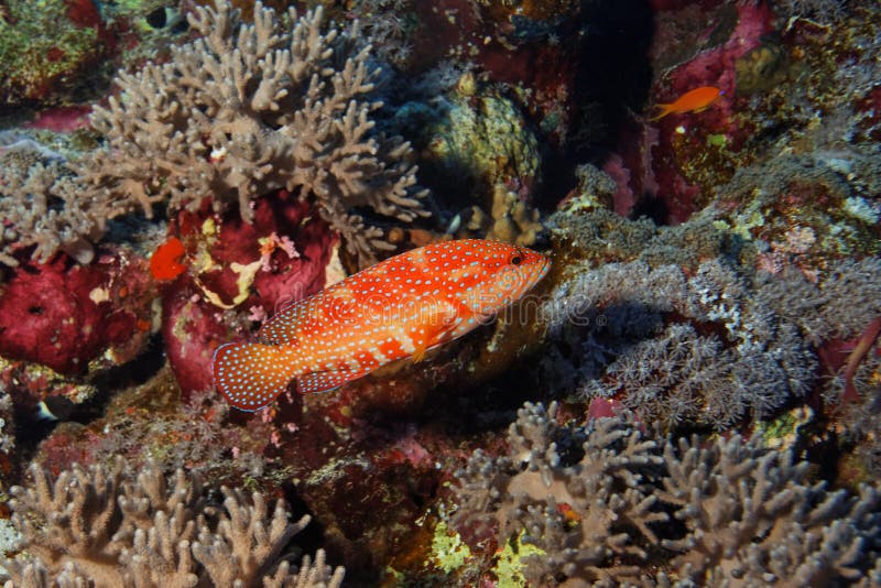 Grouper - Cephalopholis Miniata - Red Sea Stock Image - Image of scuba ...