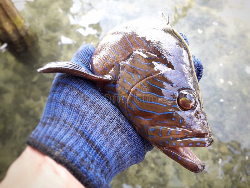 Grouper closeup stock photo. Image of fishing, animal - 84031422