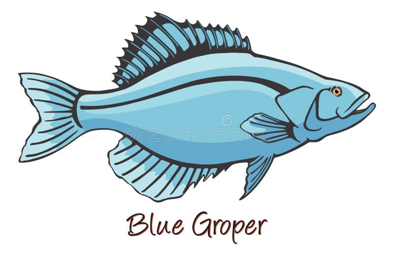 Blue Grouper Drawing Stock Illustrations – 45 Blue Grouper Drawing ...