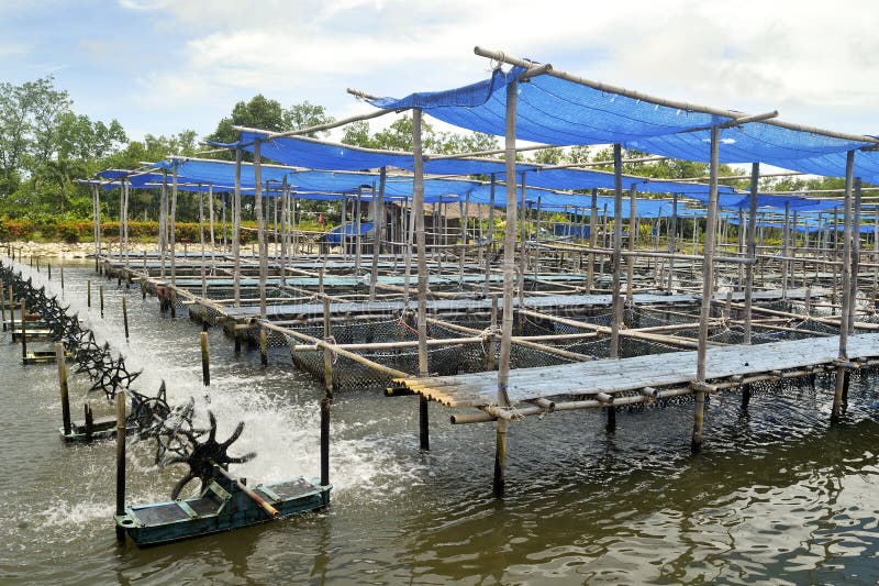 Grouper farm. stock photo. Image of grouper, thailand - 33149486
