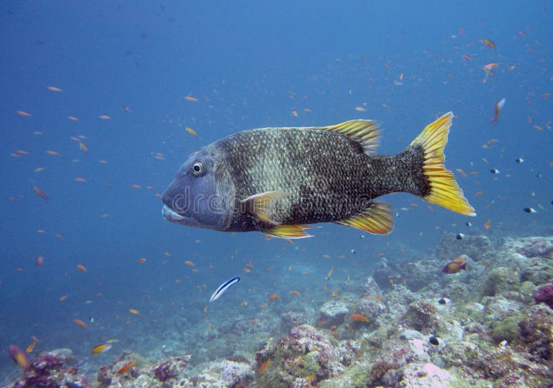 Yellow Grouper, Indian Ocean Underwater Stock Image - Image of safari ...