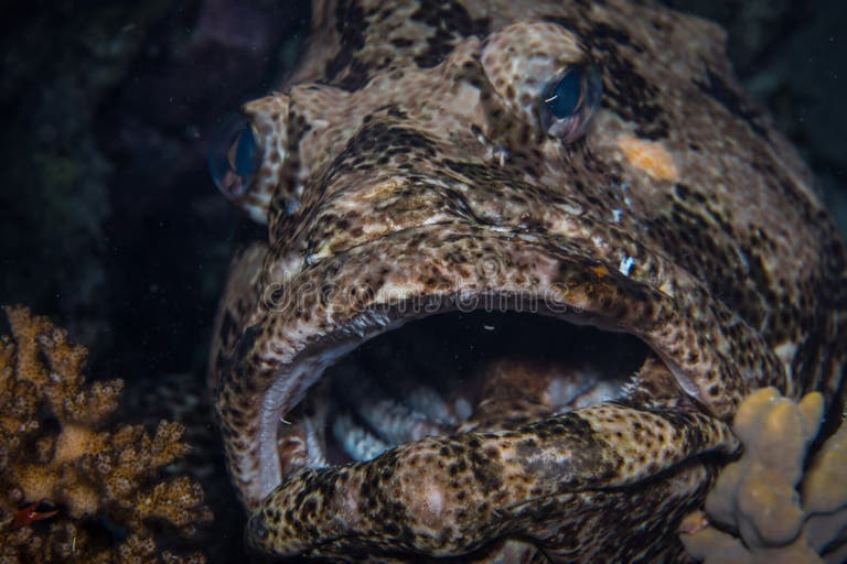Grouper fish stock image. Image of exotic, egypt, enormous - 54874881