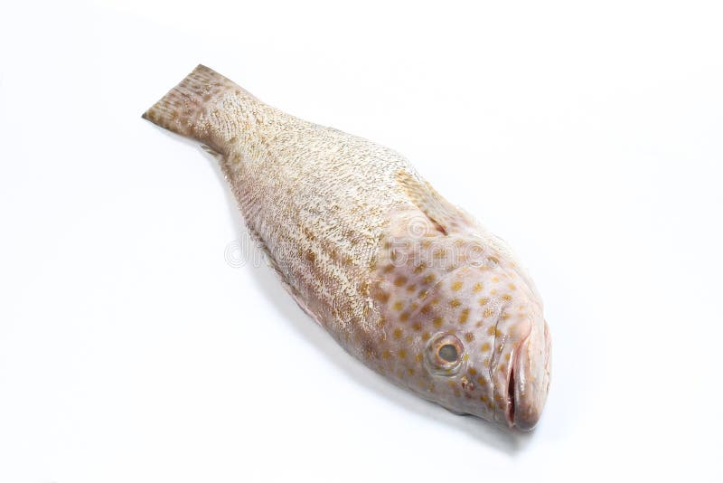 Grouper Fish Cleaned Scaled Fresh Stock Photos - Free & Royalty-Free ...