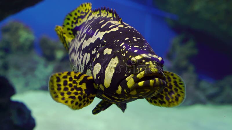 Close-up of a Grouper Looking and Swims in the Water. Sea Fish ...