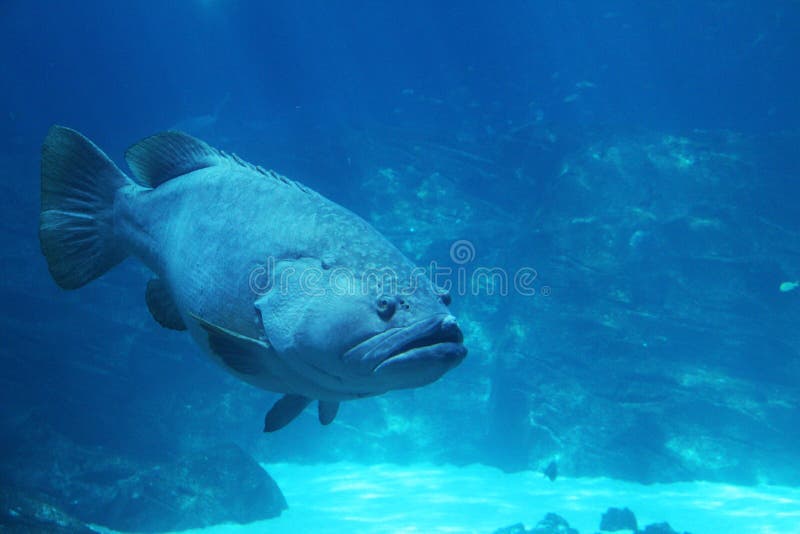 Grouper Fish with Copy Space. Stock Photo - Image of grouper, wildlife ...