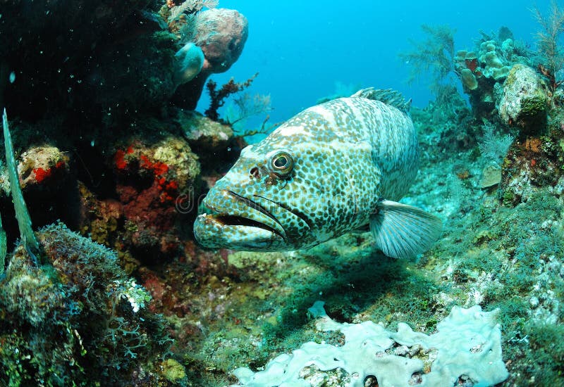 Grouper fish in coral reef stock image. Image of peaceful - 22606331