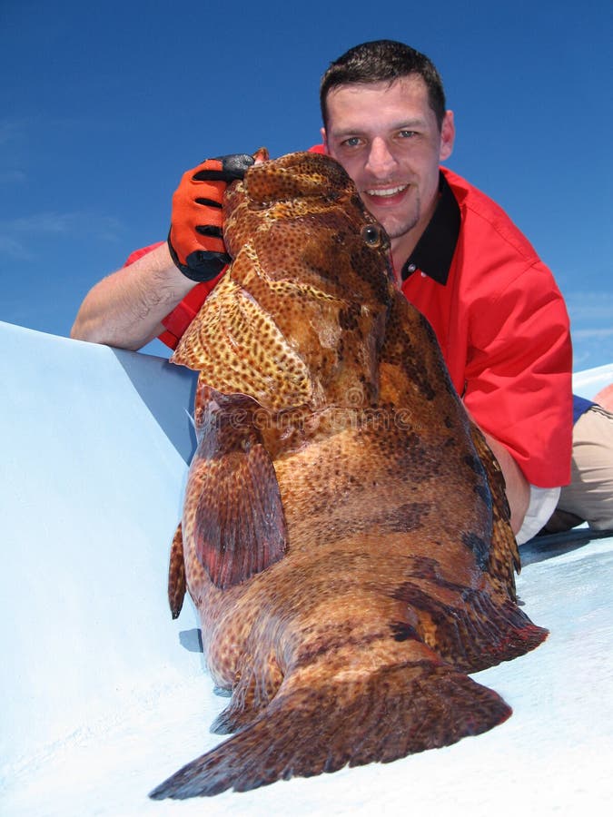 Grouper fish stock photo. Image of fishery, adventure - 33855774