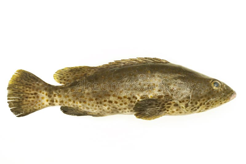 Grouper Fish Isolate on White Background. Stock Photo - Image of food ...