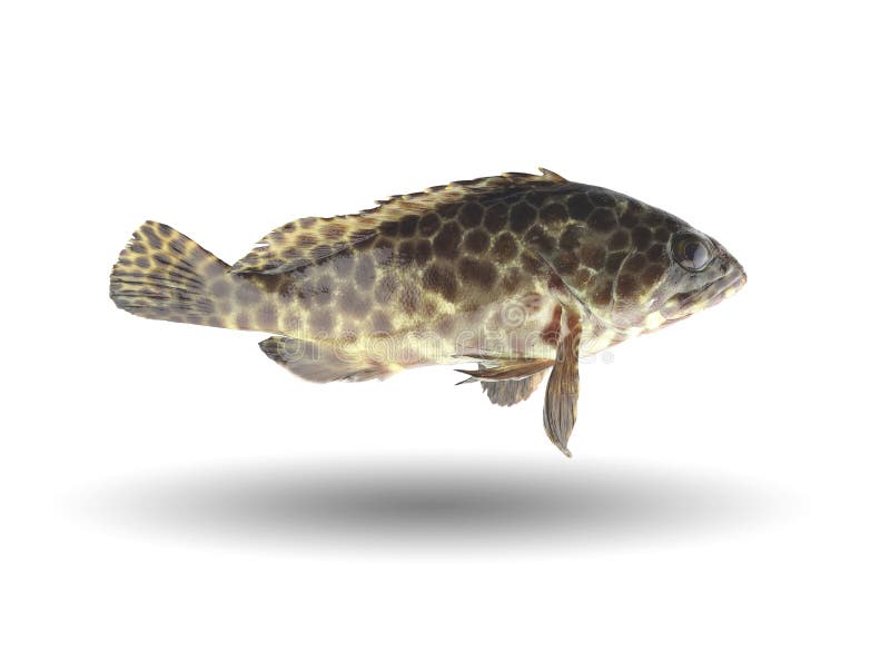 701 Grouper Fish Isolated White Background Stock Photos - Free ...