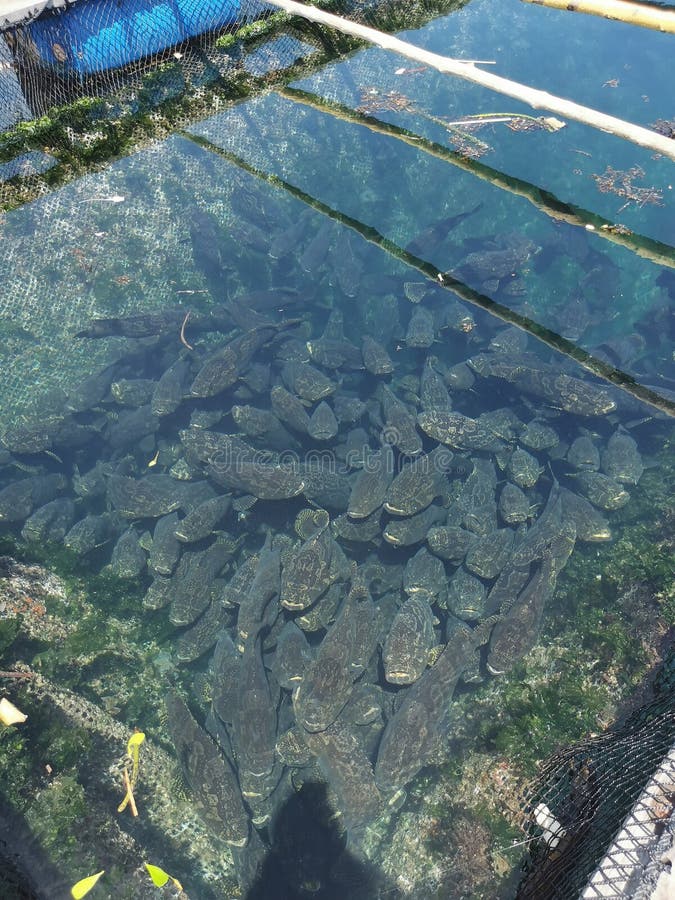 Grouper fish stock photo. Image of sabah, grouper, fish - 259642152