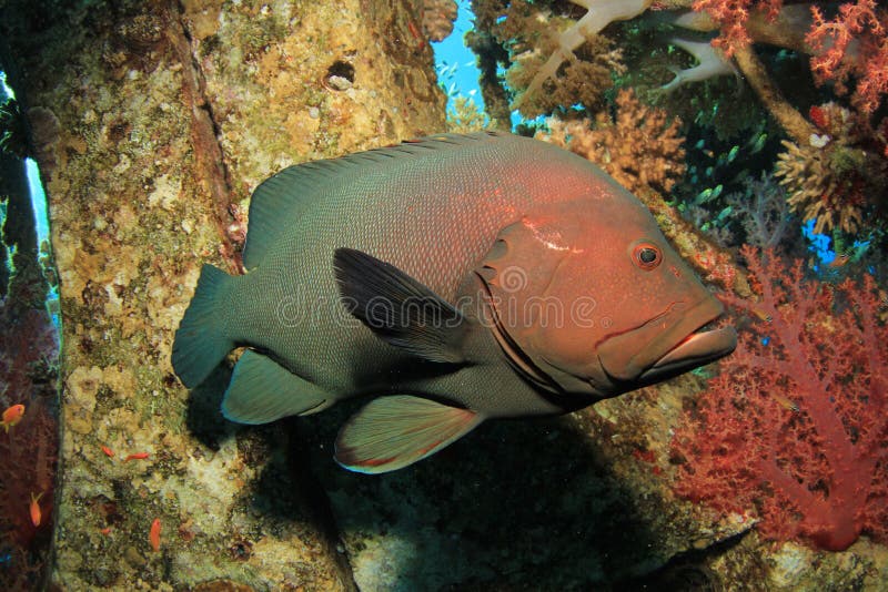 Grouper fish stock photo. Image of underwater, aquatic - 34648288