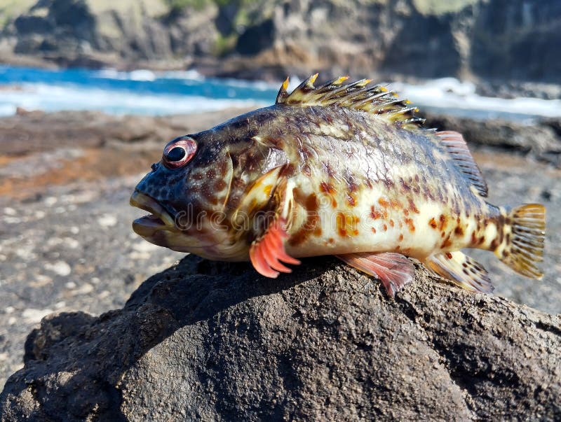 Grouper fish on a rock stock image. Image of closeup - 327754933