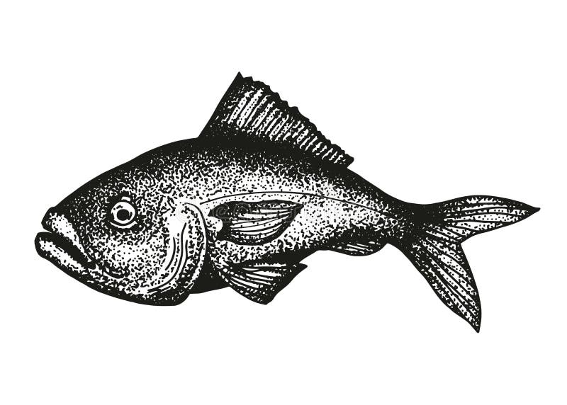 Grouper fish sketch vector stock vector. Illustration of ocean - 87863782
