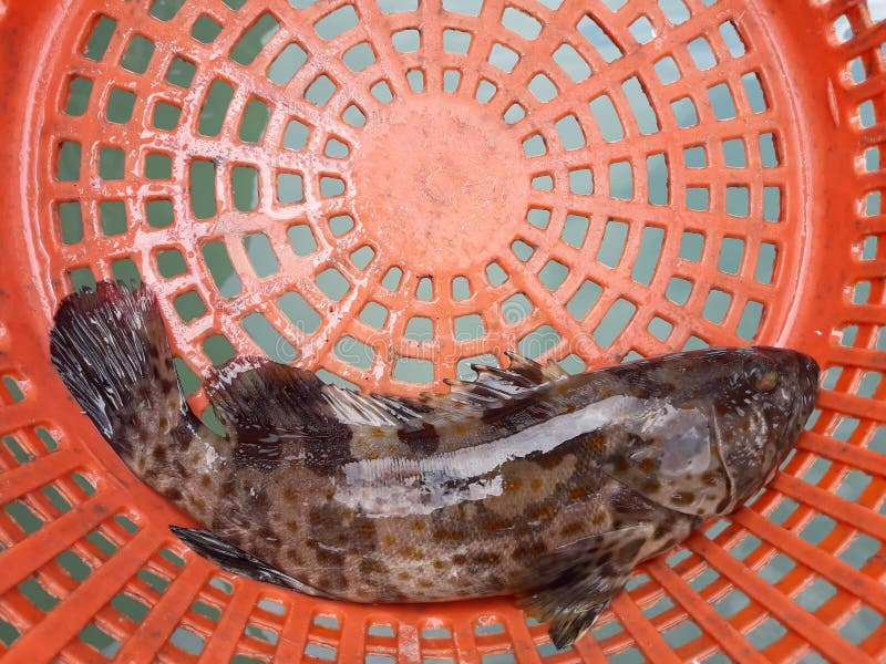 Grouper Fish Isolated on White Background Stock Photo - Image of rock ...