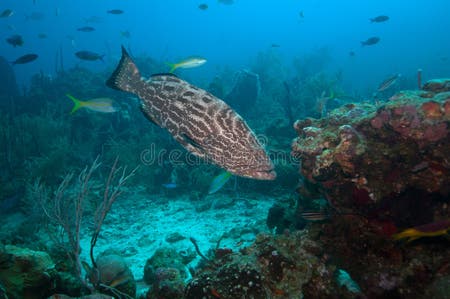 Grouper fish swimming stock photo. Image of scuba, mean - 18045674