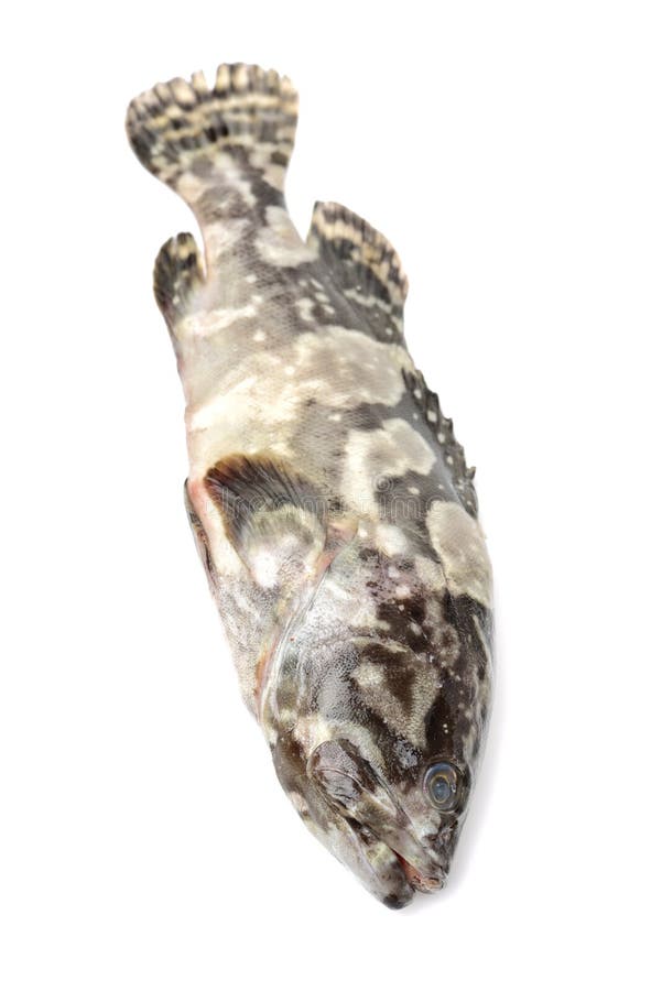 Grouper Fish stock photo. Image of scale, giant, redspotted - 68176726