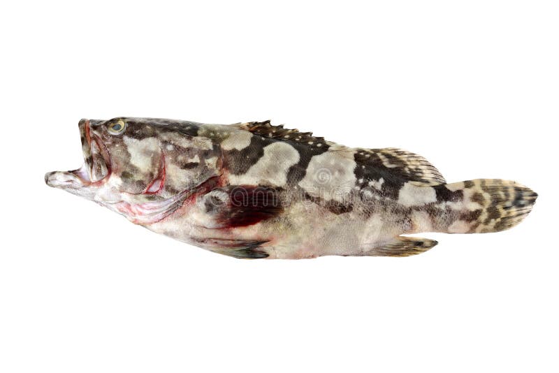 Grouper stock image. Image of marine, nutrition, food - 32264673